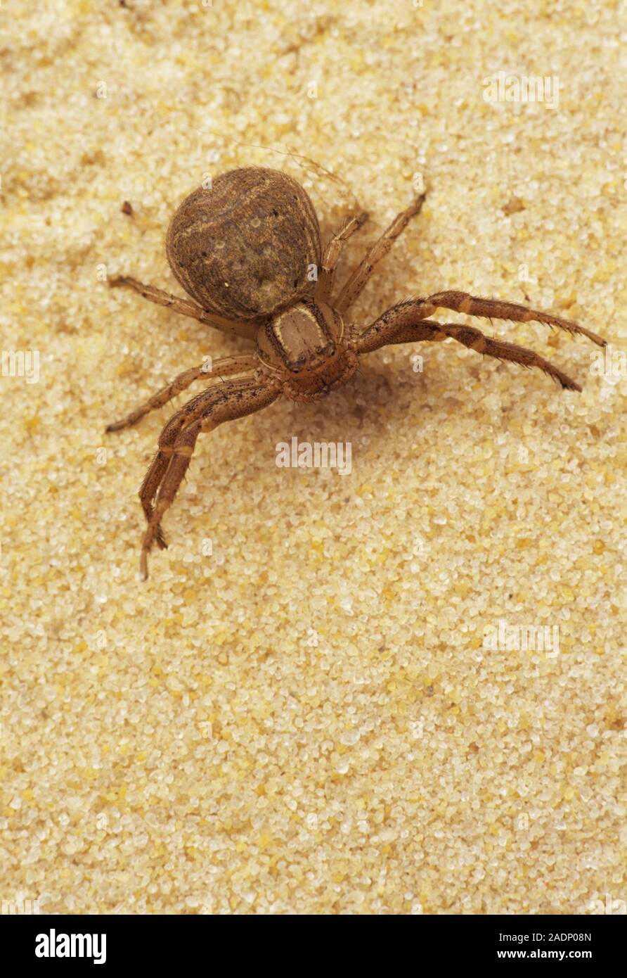 Spider (family Arachnida) in a defensive position. When threatened many ...