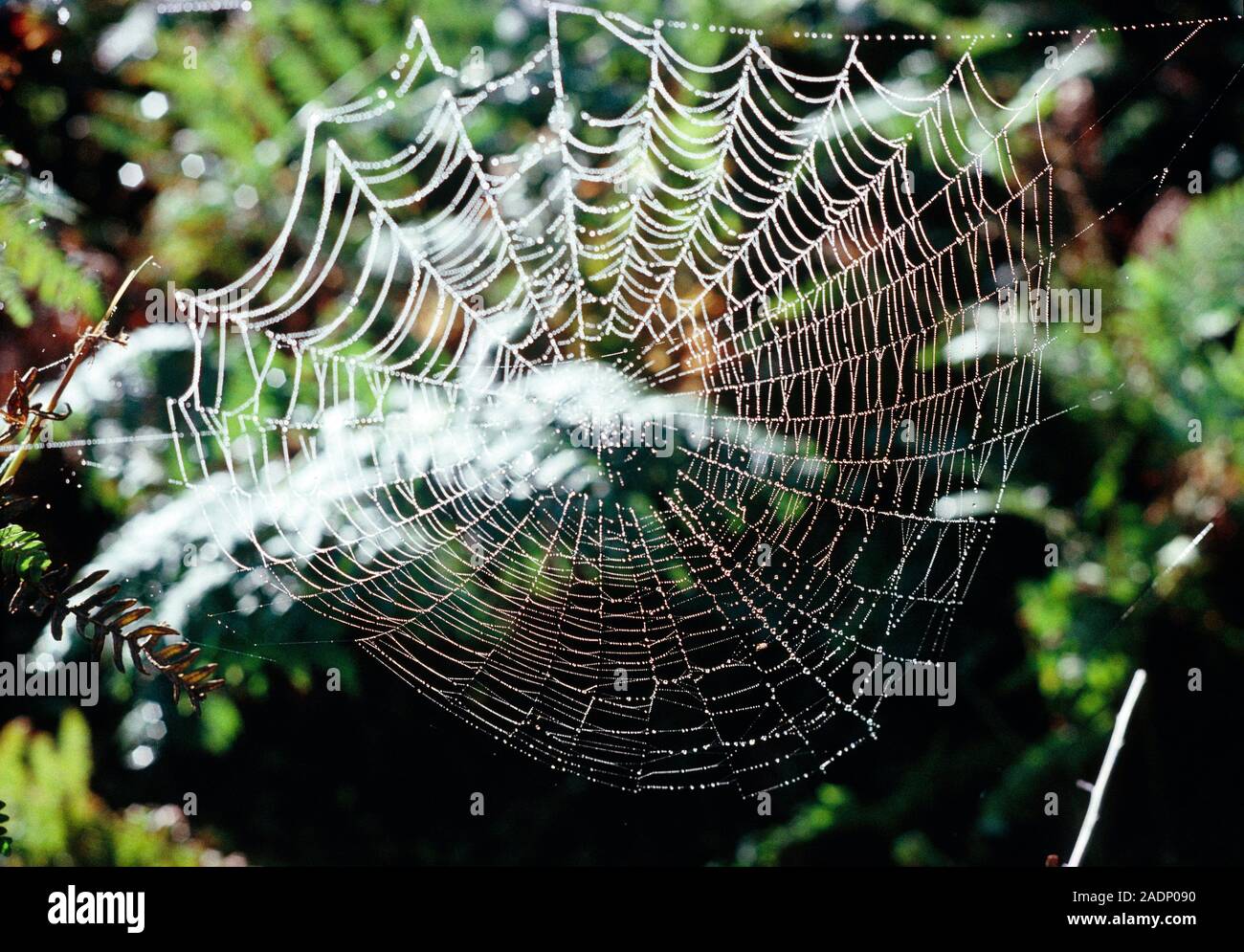 Orb web. Orb spiders web Stock Photo - Alamy