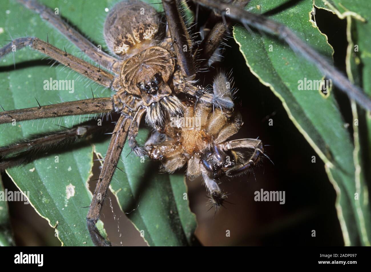 Wolf spider (family Lycosidae) eating a smaller spider. Wolf spiders ...