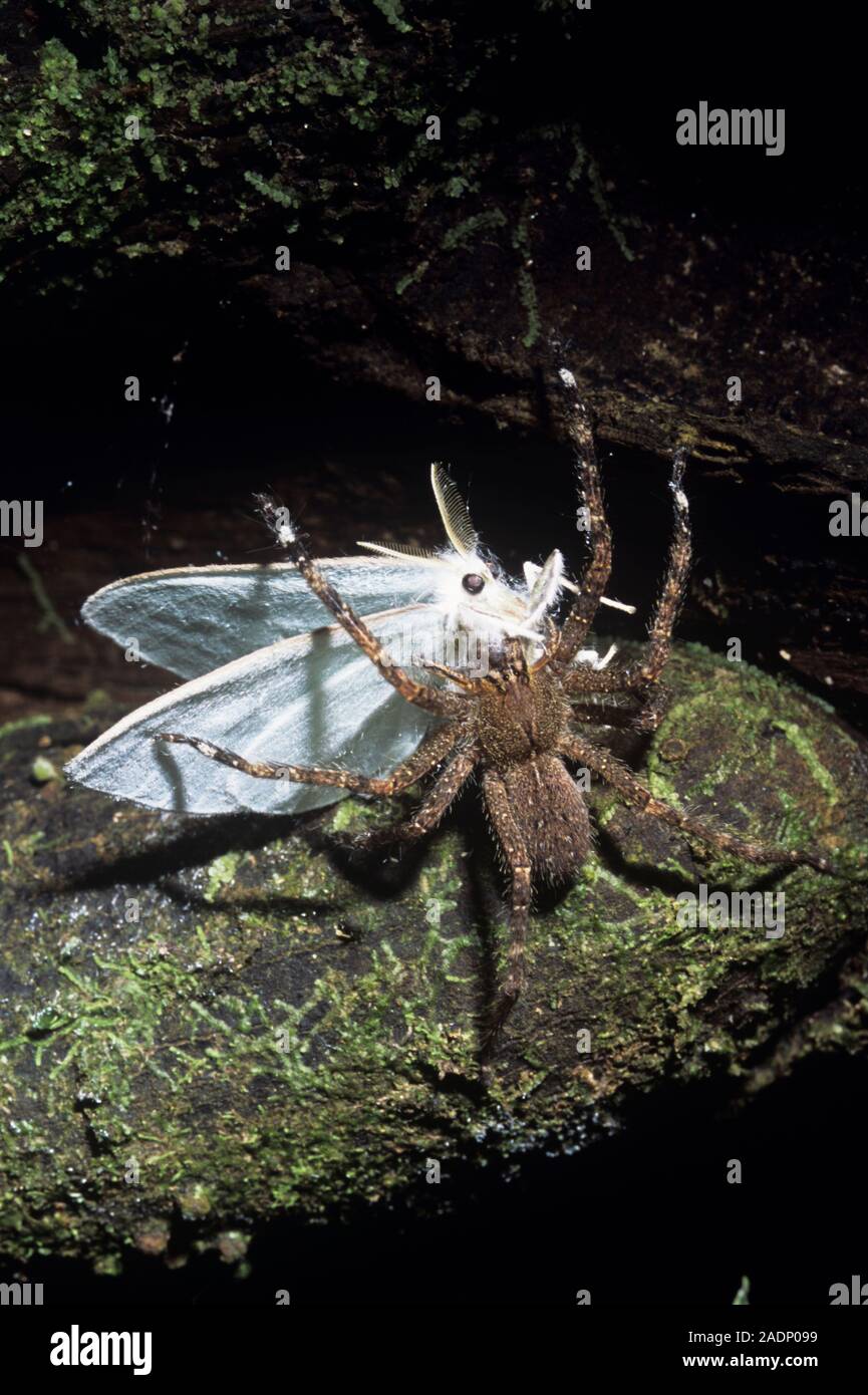 Wolf spider (family Lycosidae) eating a moth it has just caught. Wolf ...