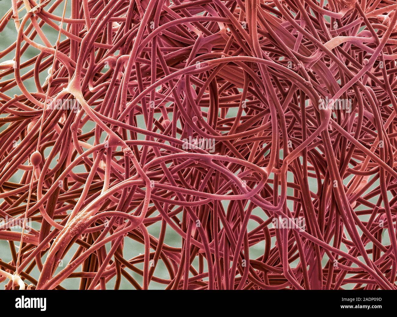 Spider's silk strands. Coloured scanning electron micrograph (SEM) of ...