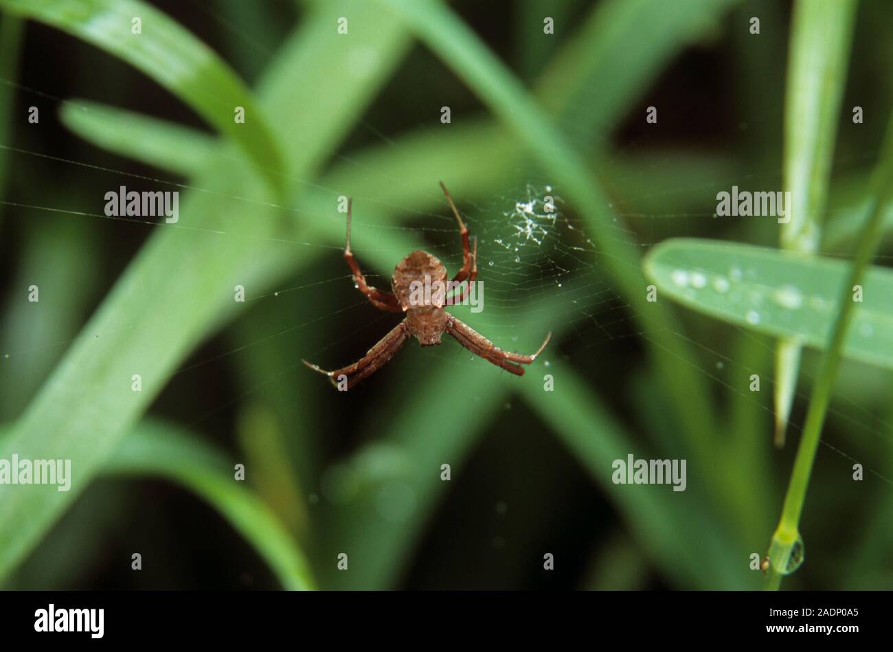 Apricot spider (family: Araneidae) on its web. The Araneidae spiders ...