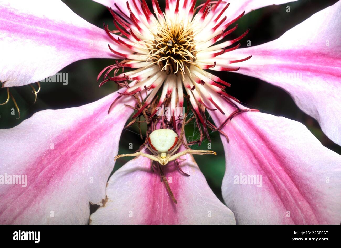 Female crab spider (Misumena vatia) on a Clematis sp. flower. The crab ...