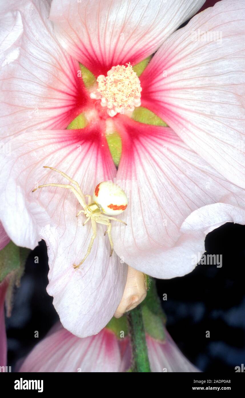 Female crab spider (Misumena vatia) on a mallow flower. The crab spider ...