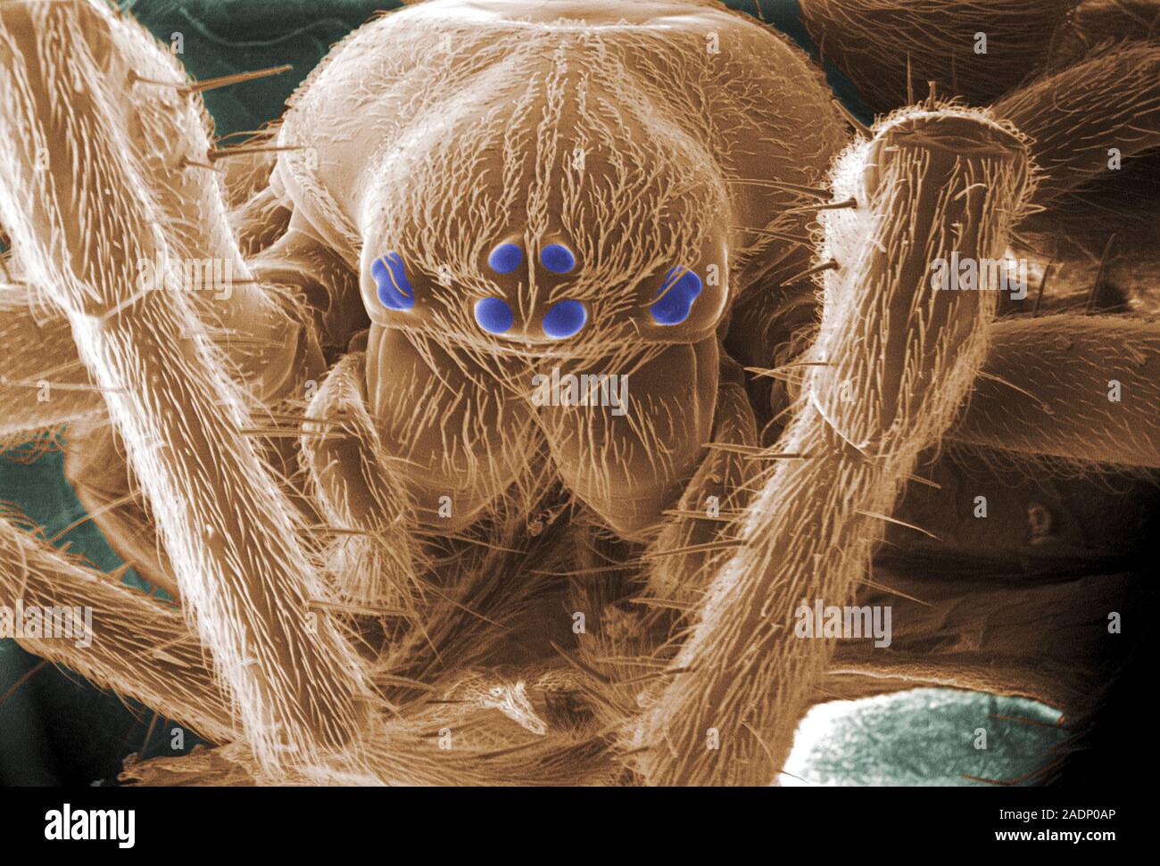 Spider's head. Coloured environmental scanning electron micrograph ...