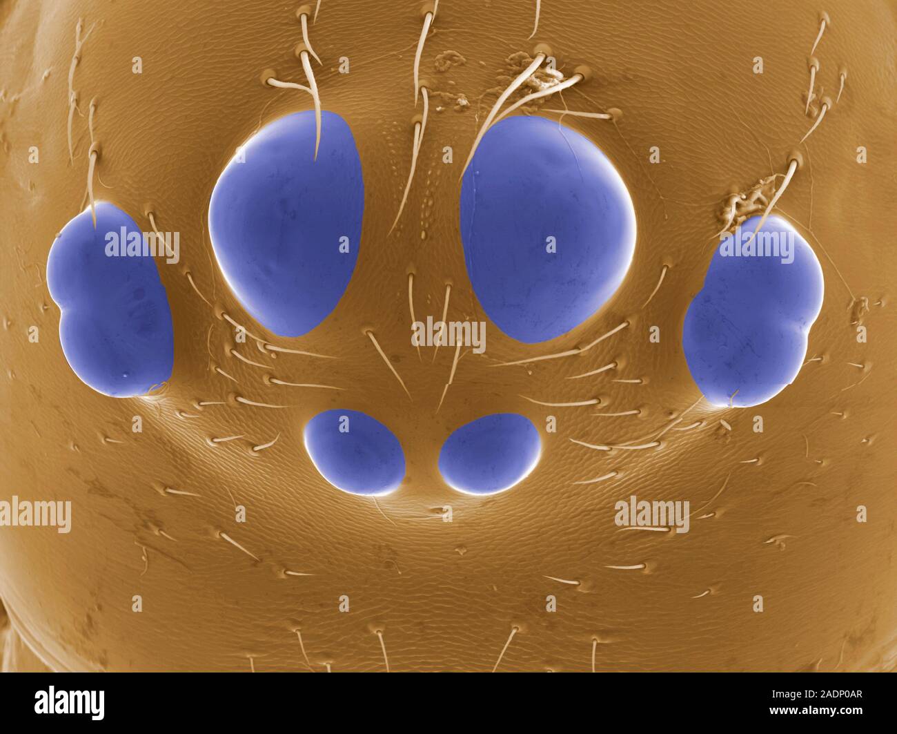 Spider's eyes. Coloured environmental scanning electron micrograph ...