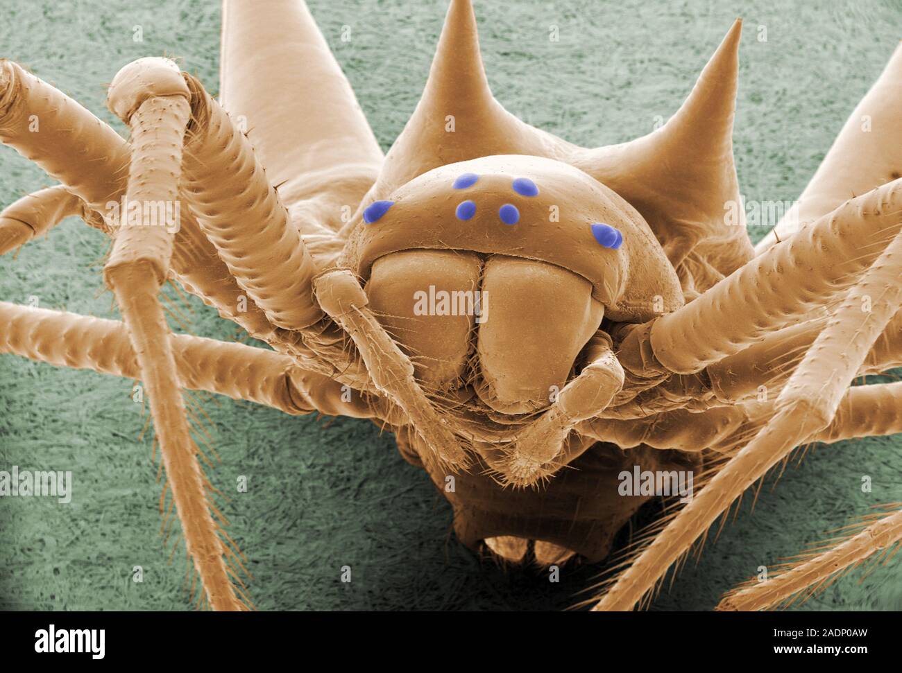 Spider. Coloured environmental scanning electron micrograph (ESEM) of ...