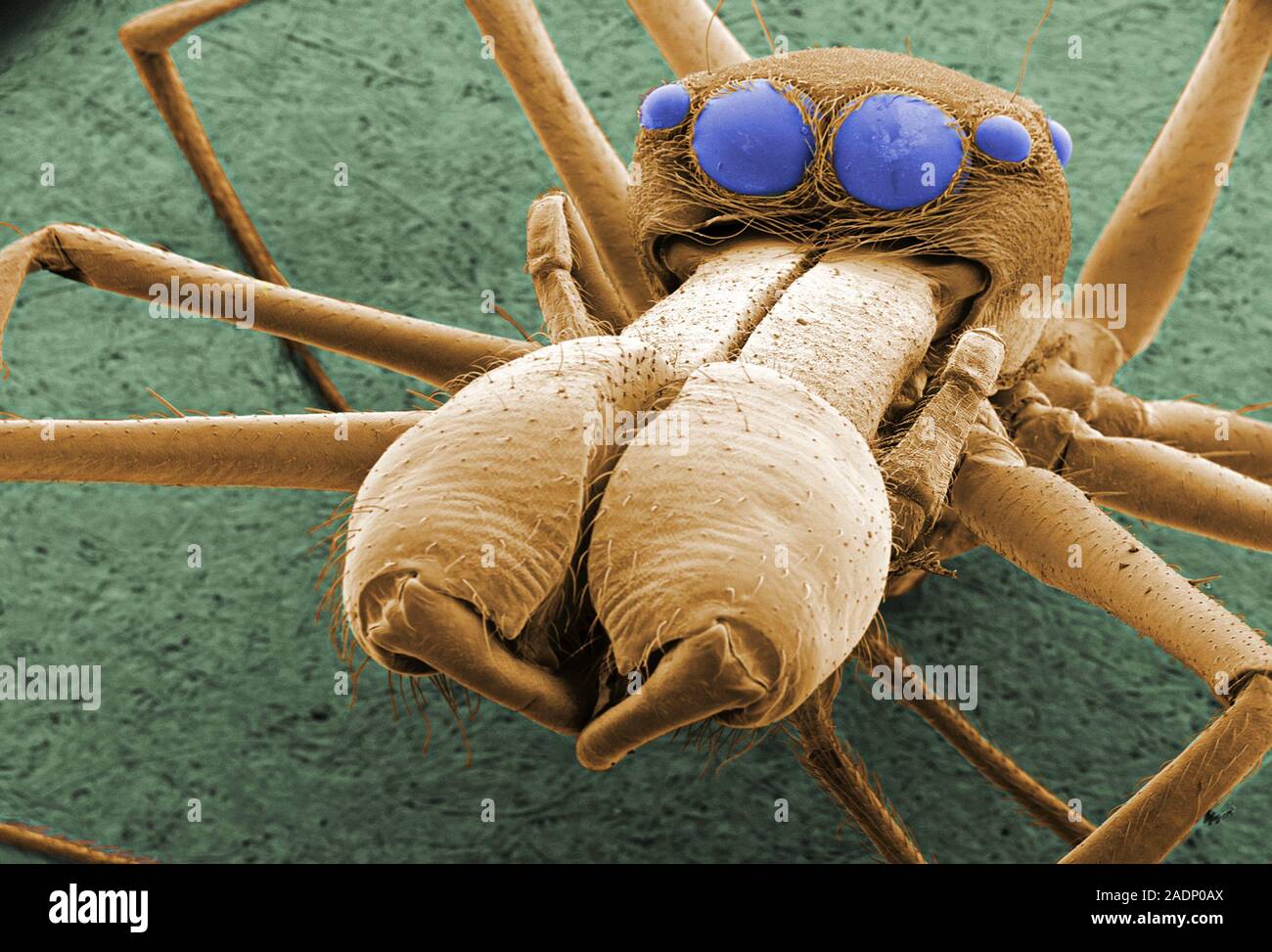 Spider. Coloured environmental scanning electron micrograph (ESEM) of ...