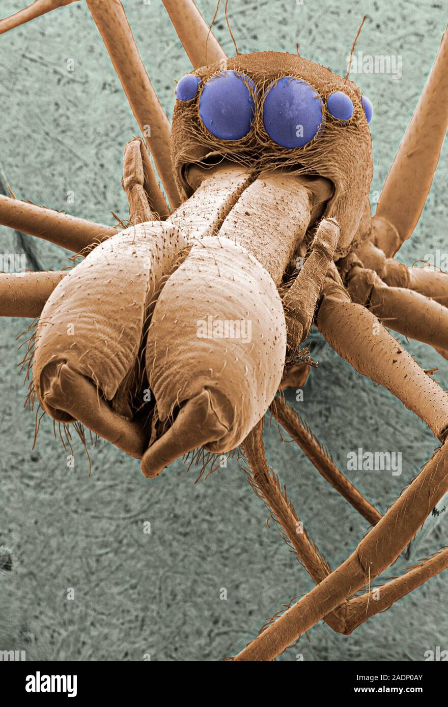 Spider. Coloured environmental scanning electron micrograph (ESEM) of ...