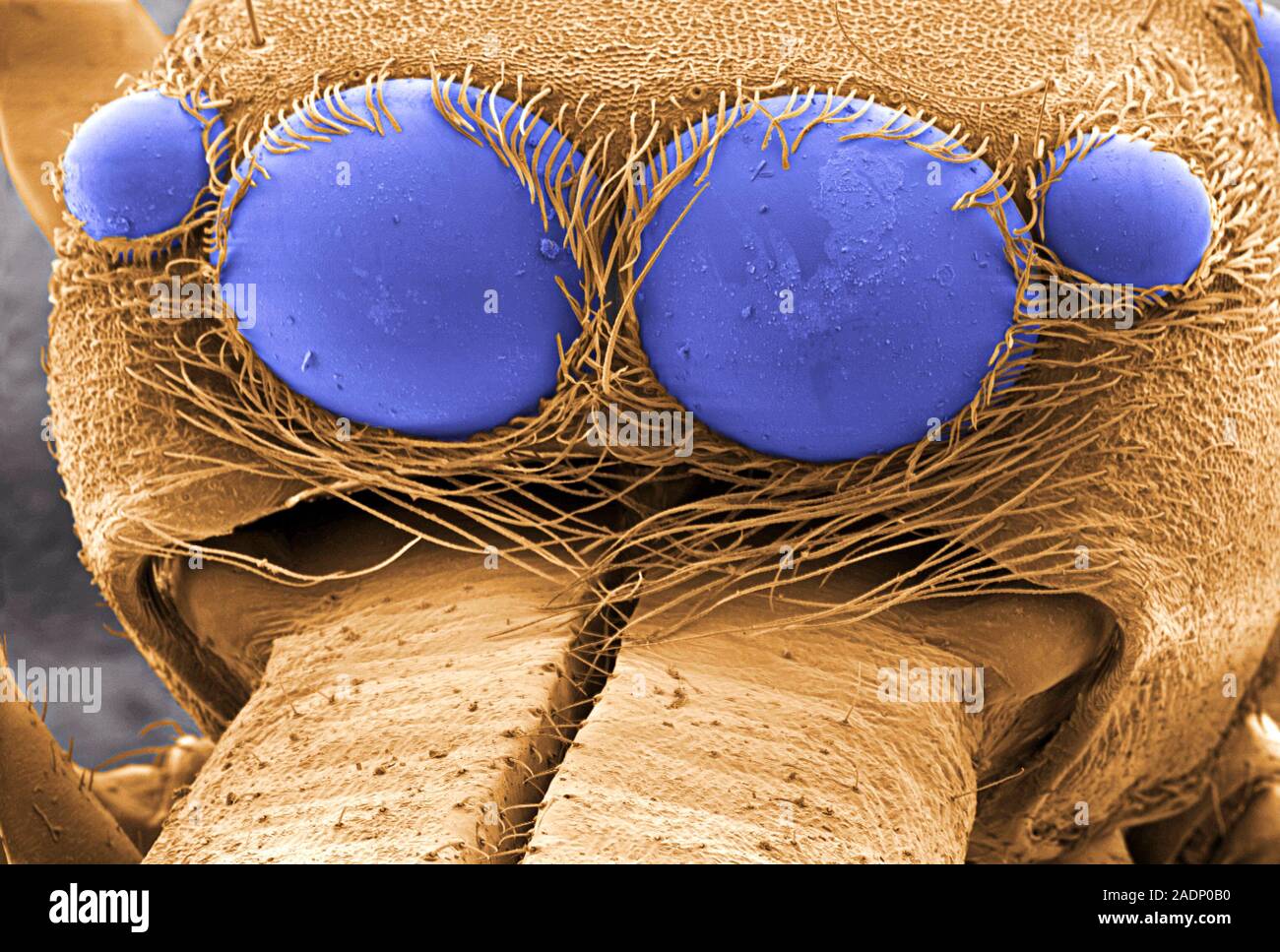 Spider's eyes. Coloured environmental scanning electron micrograph ...