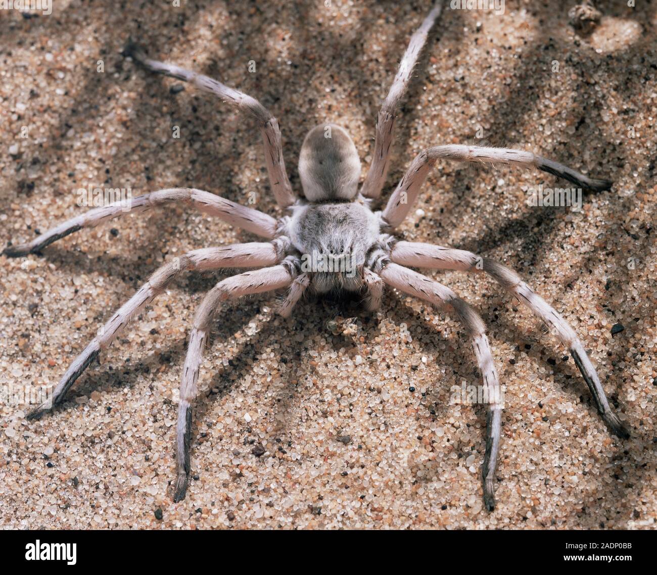 Dancing white lady spider (Leucorchestris arenicola). This nocturnal ...