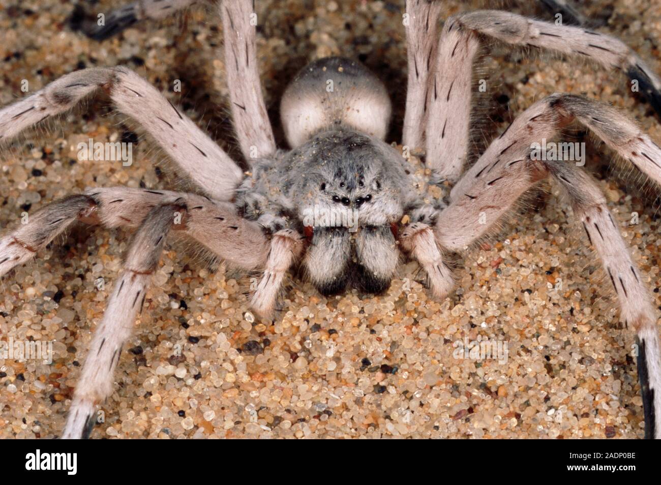 Dancing white lady spider (Leucorchestris arenicola). This nocturnal ...
