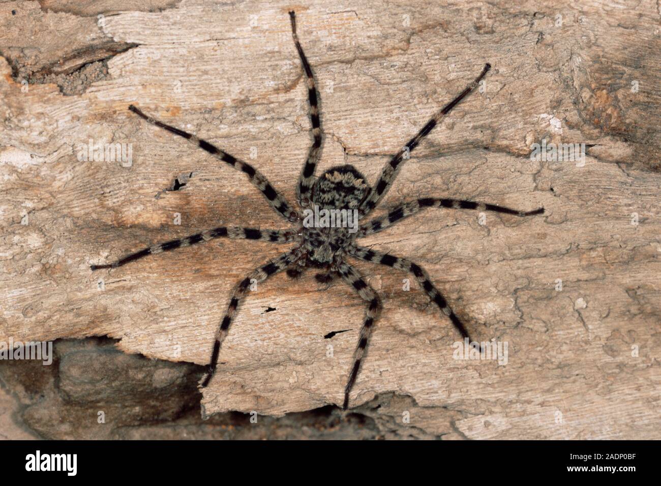 Sparassid spider. Photographed in Namibia, Africa Stock Photo - Alamy