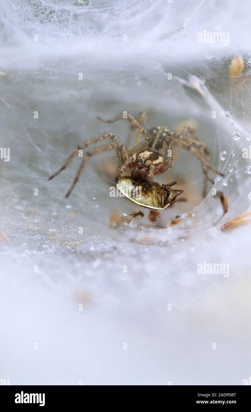 Labyrinth spider (Agelena labyrinthica) wrapping its prey in silk. This ...