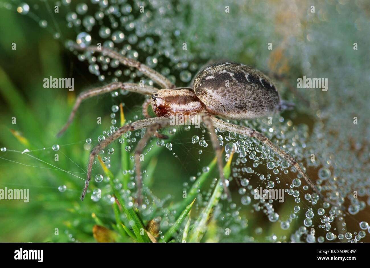 Labyrinth spider (Agelena labyrinthica) in its web. This common funnel ...