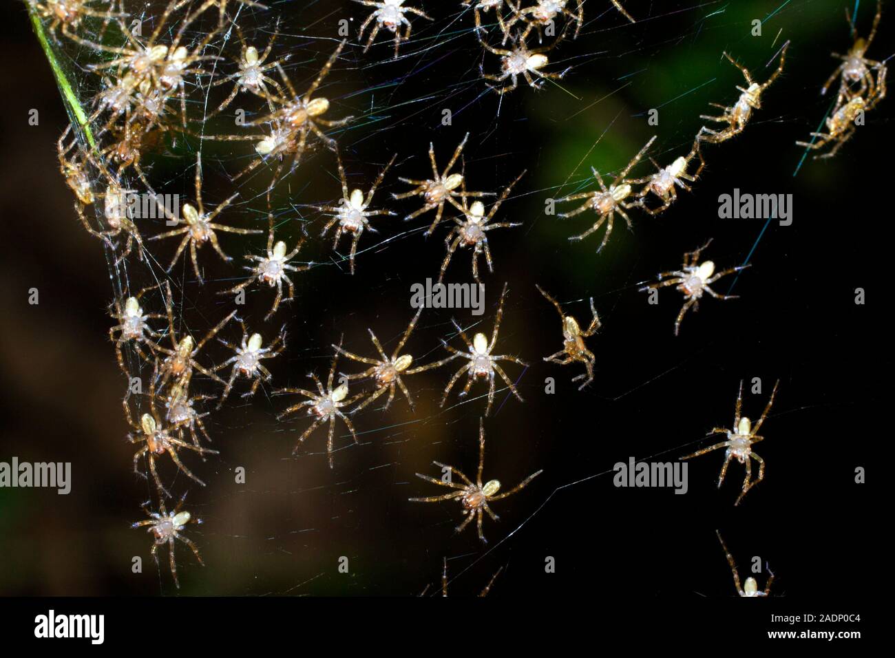 Newly hatched spiderlings in a cobweb. Photographed in the Yasuni ...