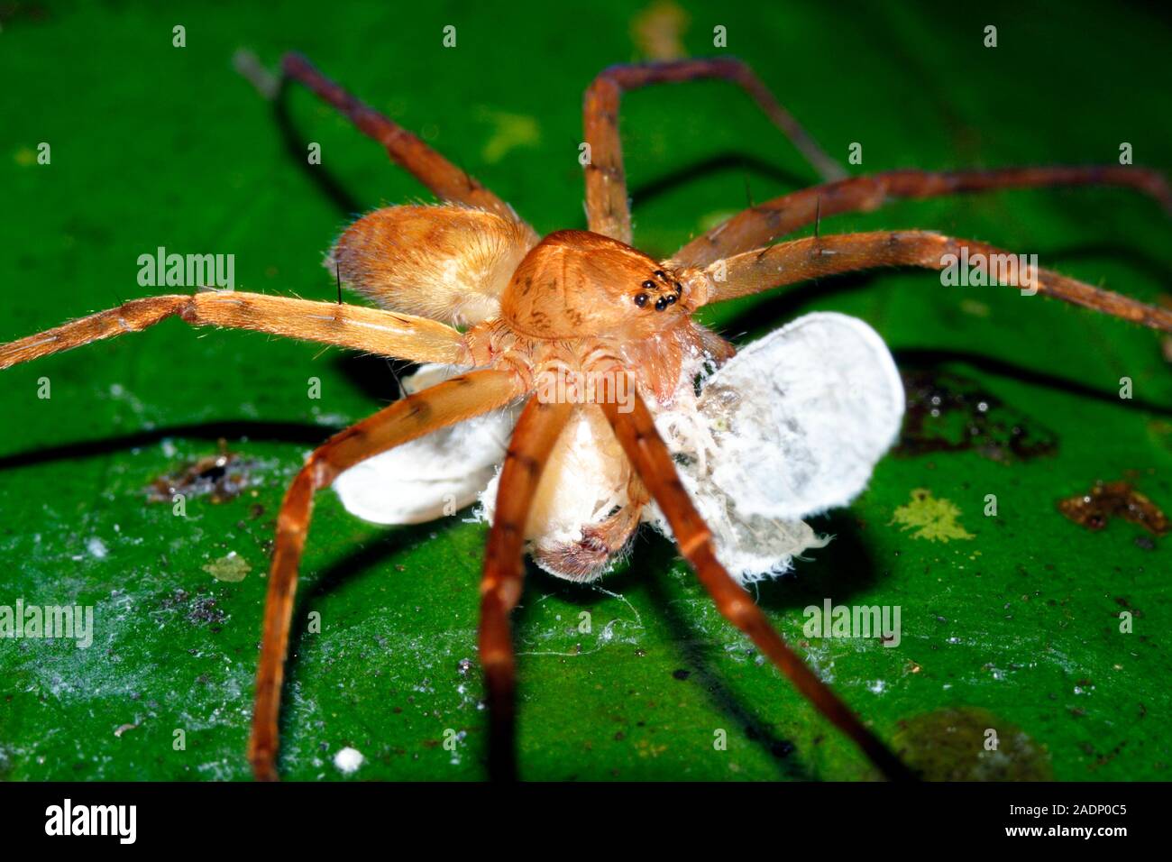 Wolf spider (family Lycosidae) feeding on a moth. The wolf spider hunts ...