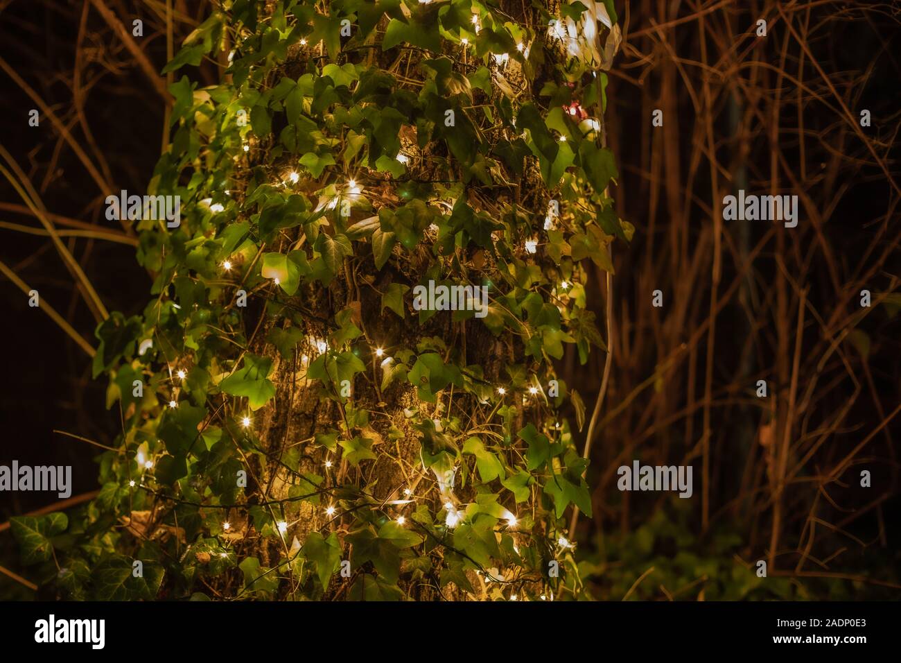 Night light and ivy. Lights on at night. Artificial light. Highlighted ...