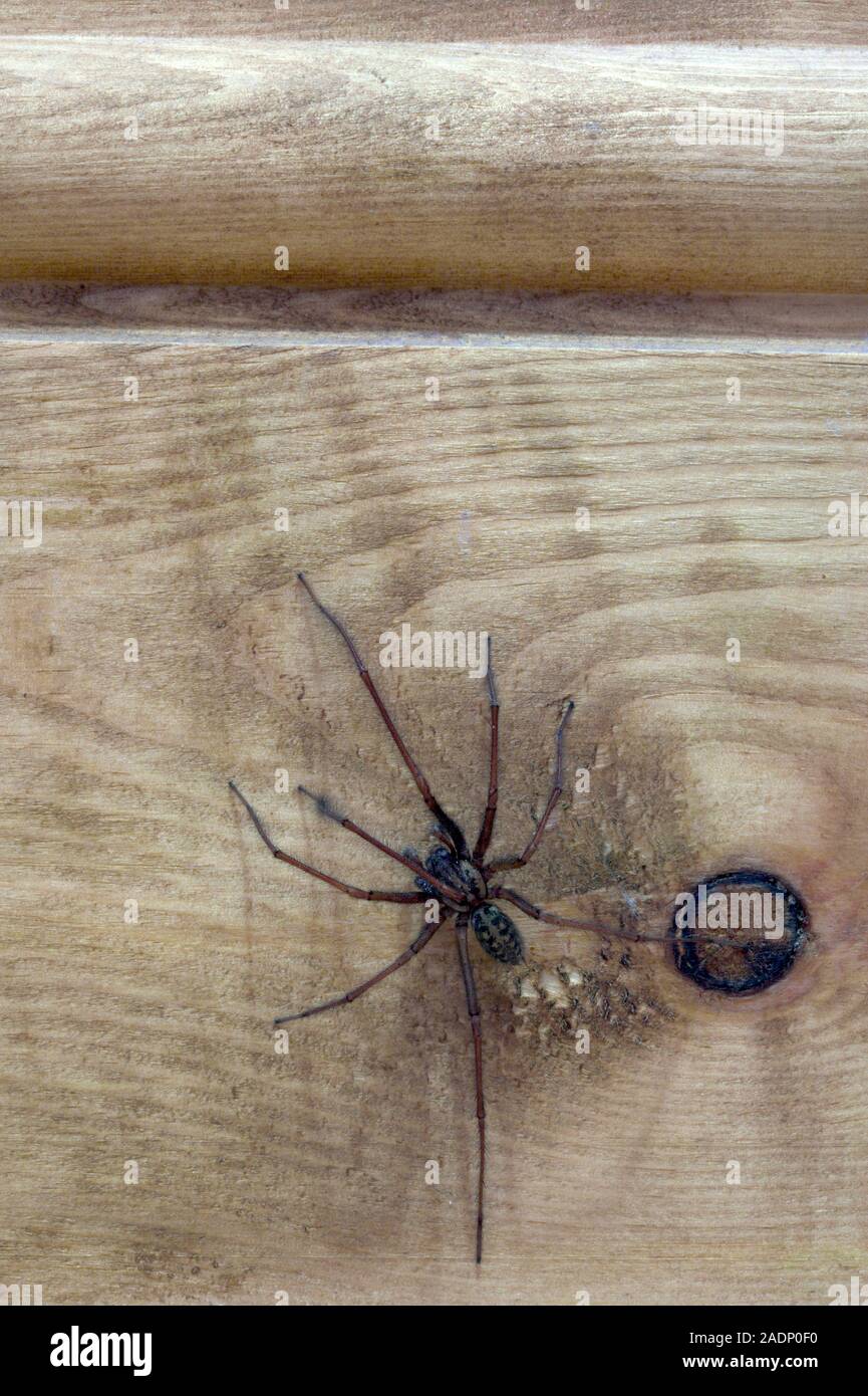 House spider (Tegenaria domestica) on wooden skirting boards in a ...