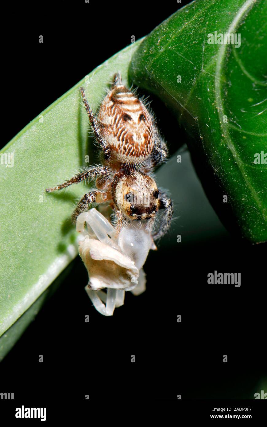 Jumping spider (family Salticidae) feeding on a crab spider (family ...