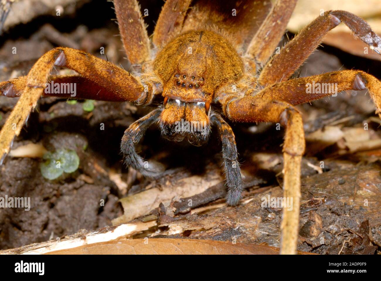 Wolf spider (Family Lycosidae) on a tropical rainforest floor ...