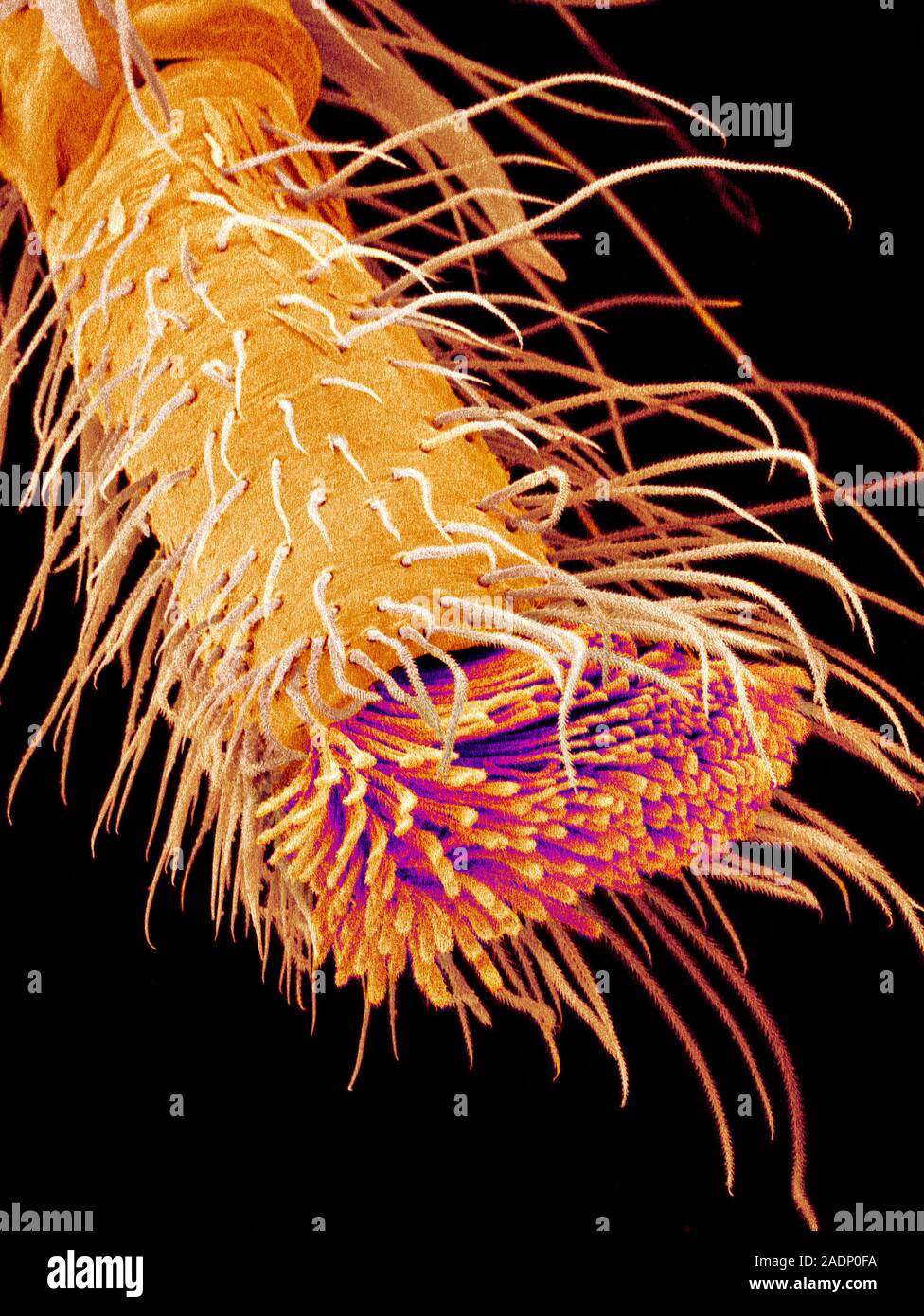 Jumping spider's leg (family Salticidae). Coloured scanning electron ...