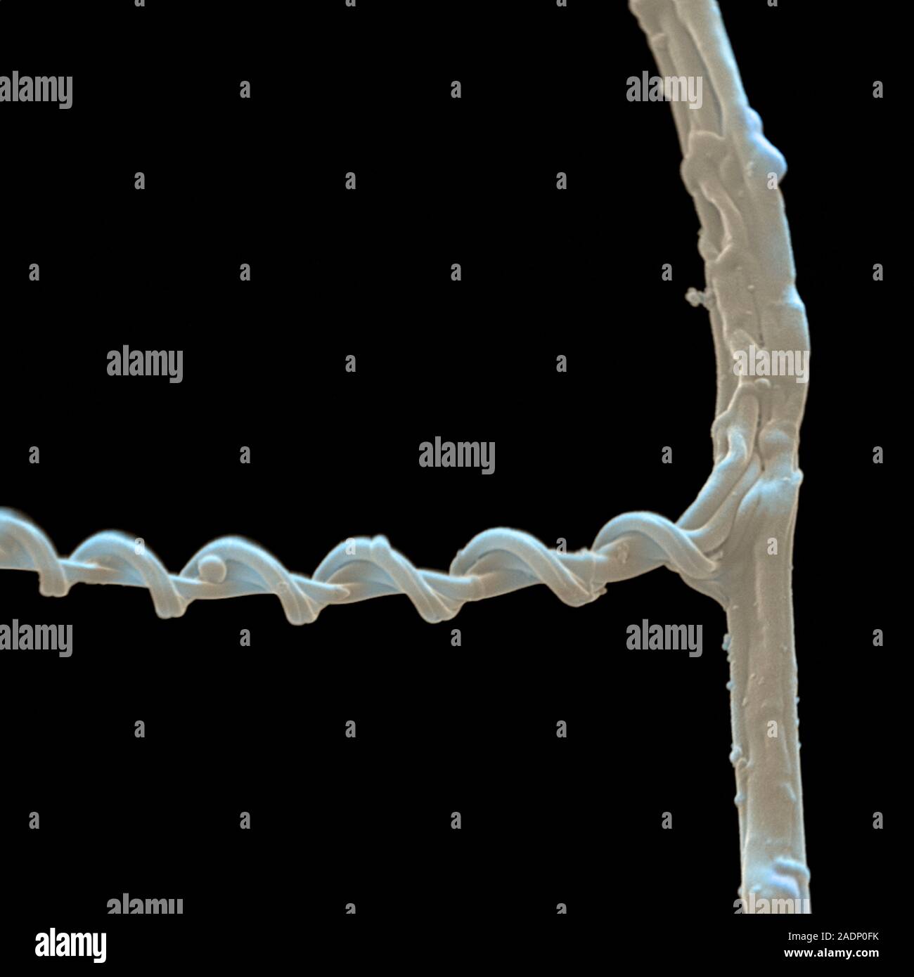 Spider's silk, coloured scanning electron micrograph (SEM). Spider's ...