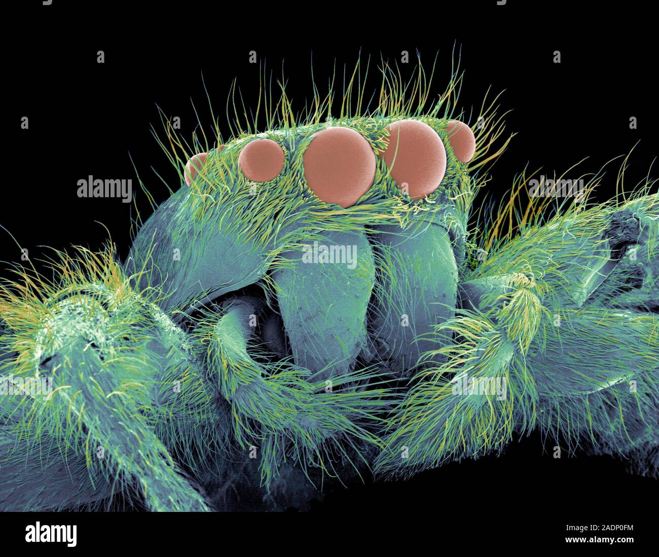 Jumping spider, coloured scanning electron micrograph (SEM). A jumping ...
