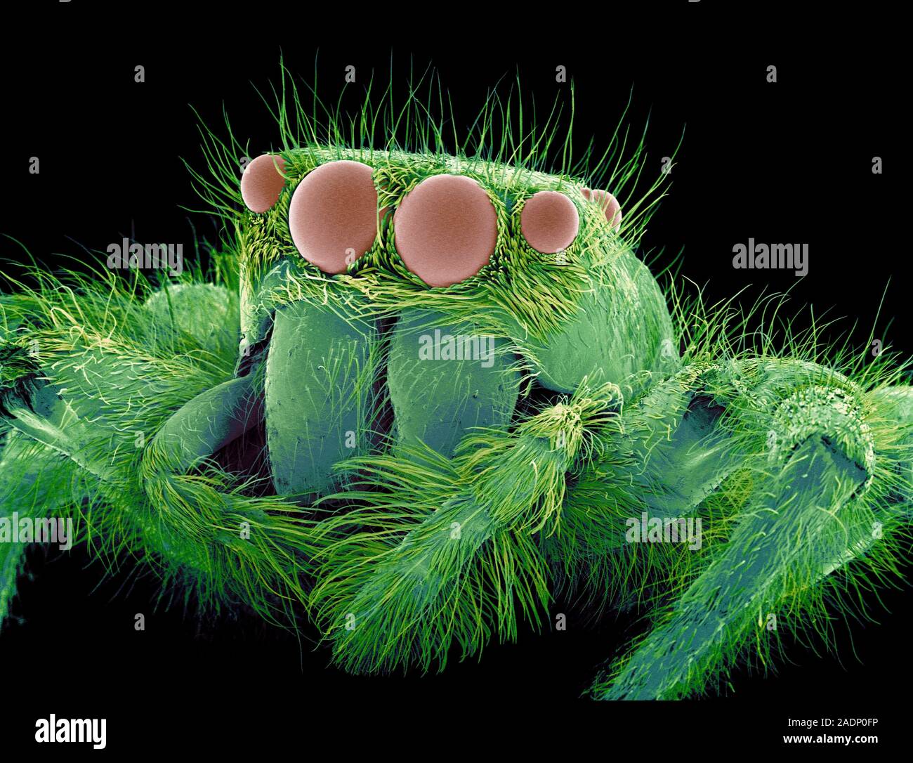 Jumping spider, coloured scanning electron micrograph (SEM). A jumping ...
