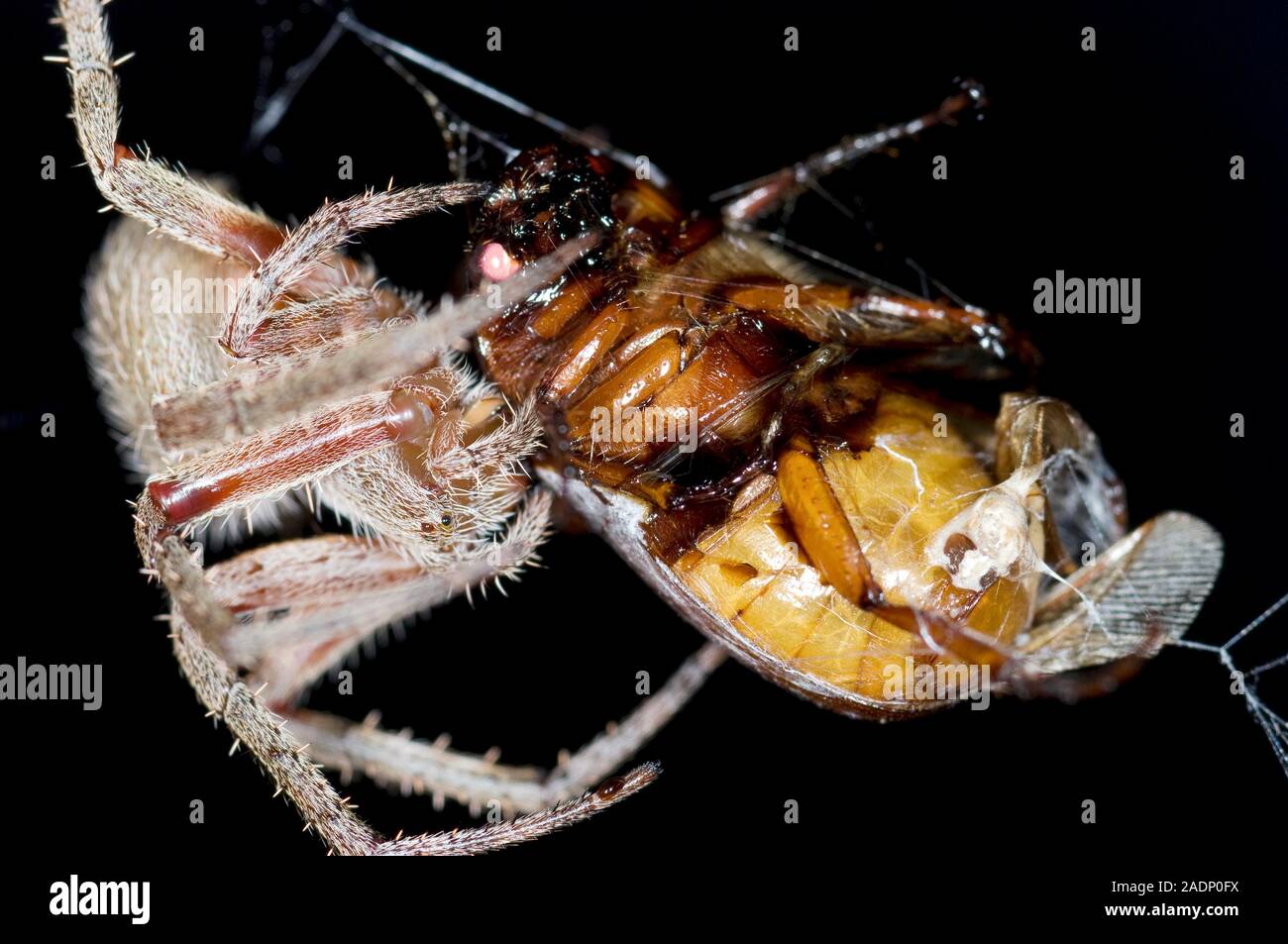 Tropical orb weaver spider (Eriophora ravilla) feeding on a scarab ...