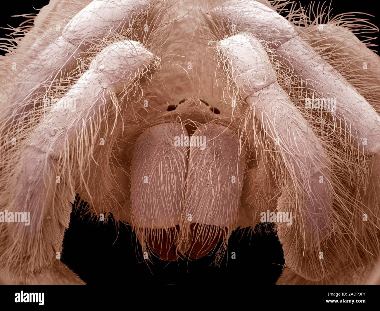 Tarantula chelicerae, coloured scanning electron micrograph (SEM). The ...