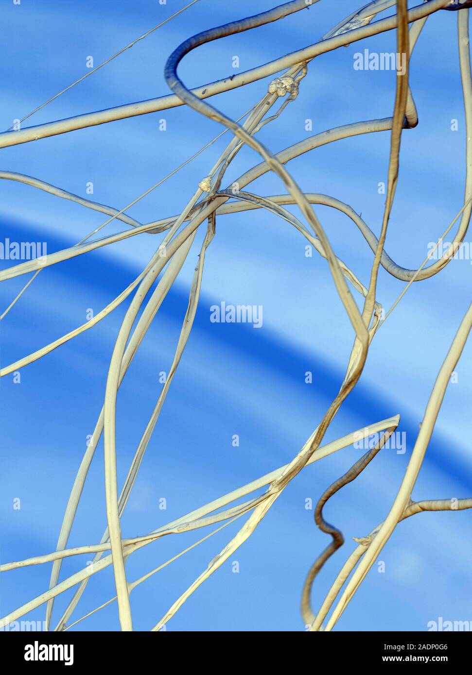 Spider's silk, coloured scanning electron micrograph (SEM). Spider's ...