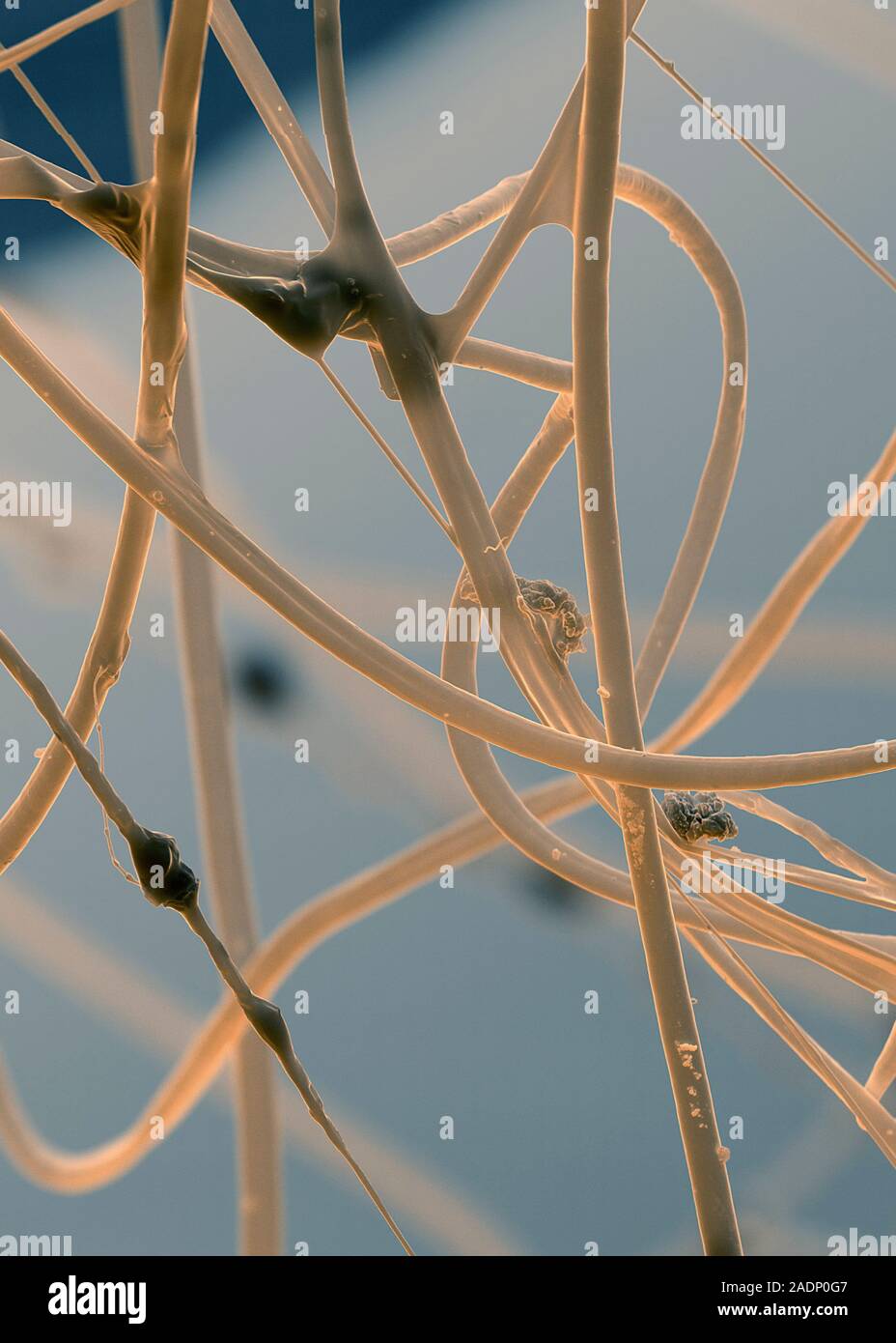 Spider's silk, coloured scanning electron micrograph (SEM). Spider's ...