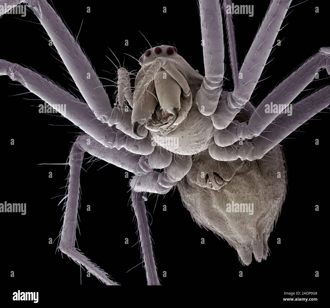 Spider. Coloured scanning electron micrograph (SEM) of the underside of ...