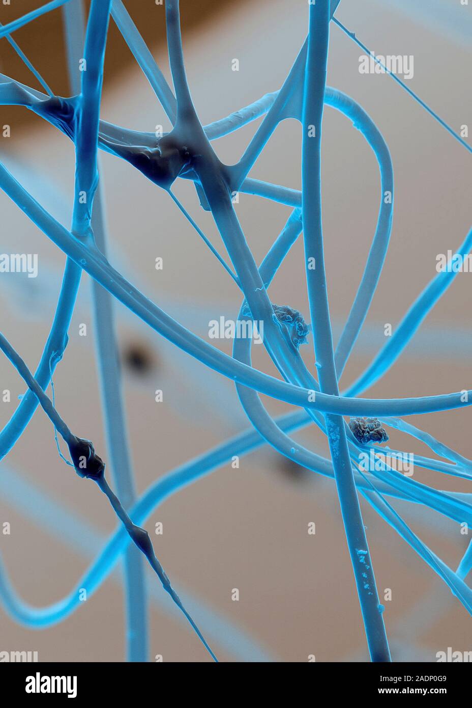 Spider's silk, coloured scanning electron micrograph (SEM). Spider's ...