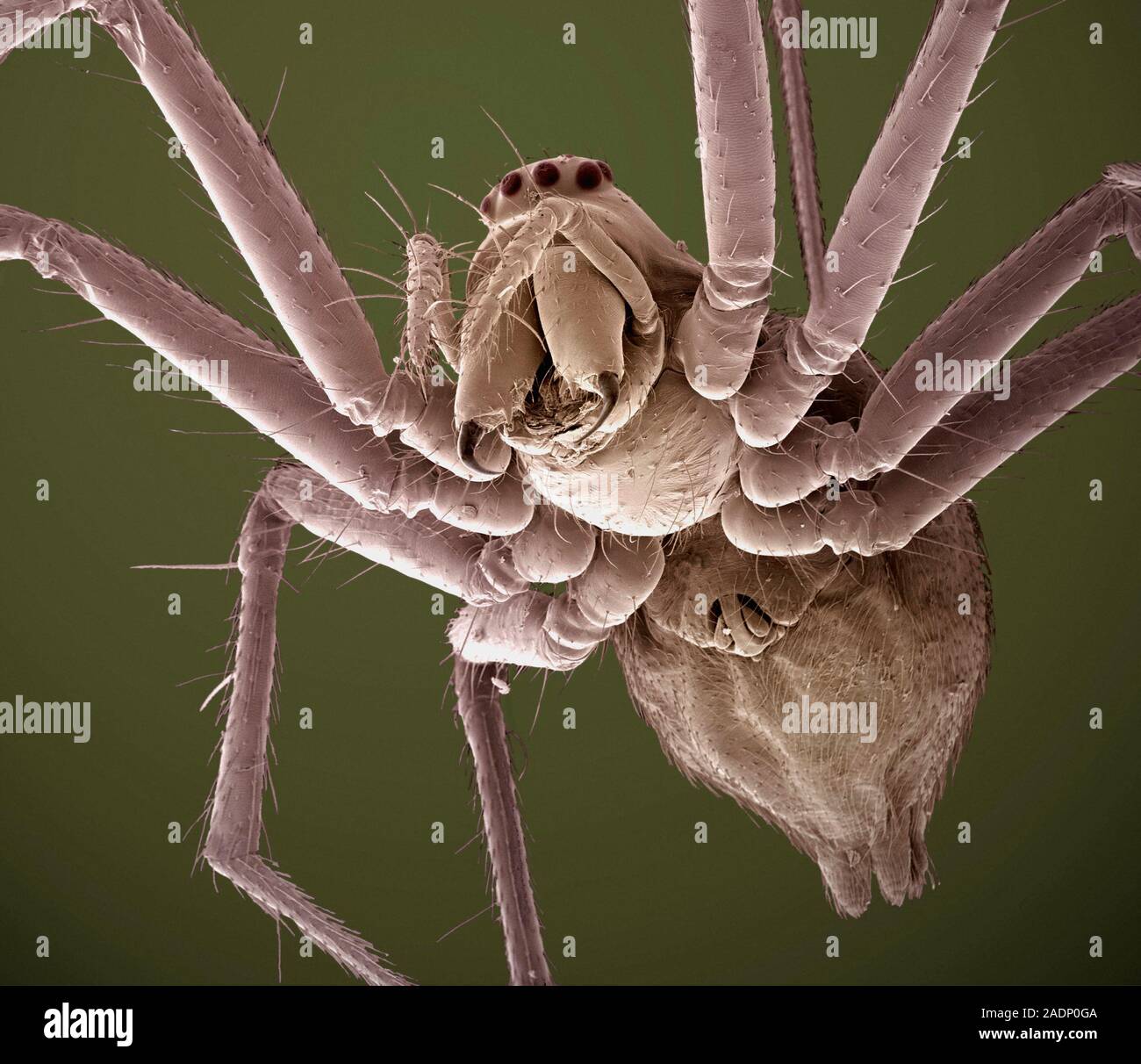 Spider. Coloured scanning electron micrograph (SEM) of the underside of ...