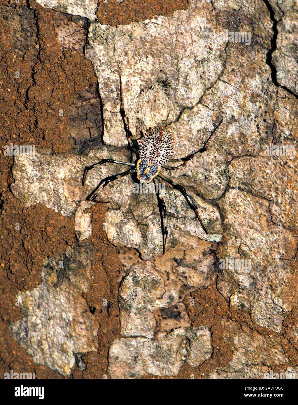Ornamental tree-trunk spider (Herennia ornatissima) on tree bark ...