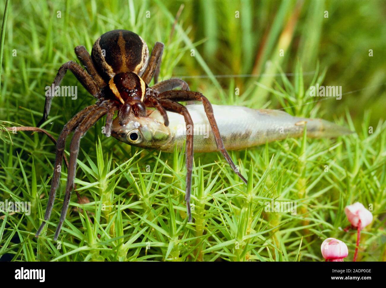 Female raft spider Dolmedes fimbriatus, devouring a large minnow Stock ...