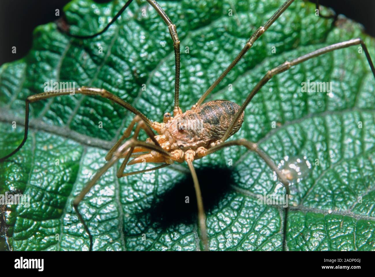 Harvestman. View of a harvestman (order Opiliones) on a leaf ...