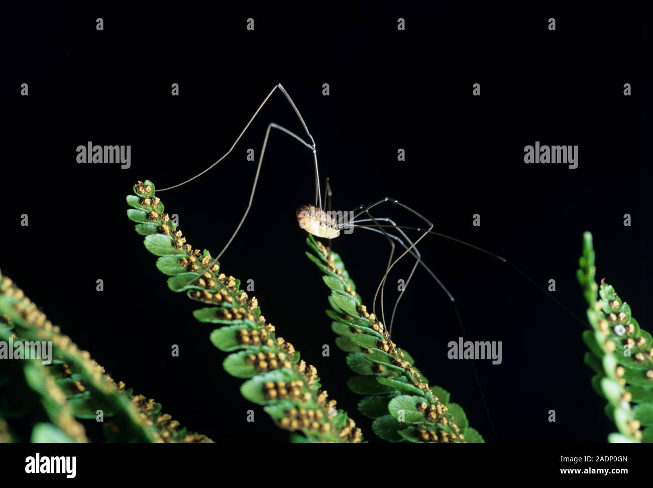Harvestman (Opiliones sp.). Members of the arachnid family, harvestmen ...