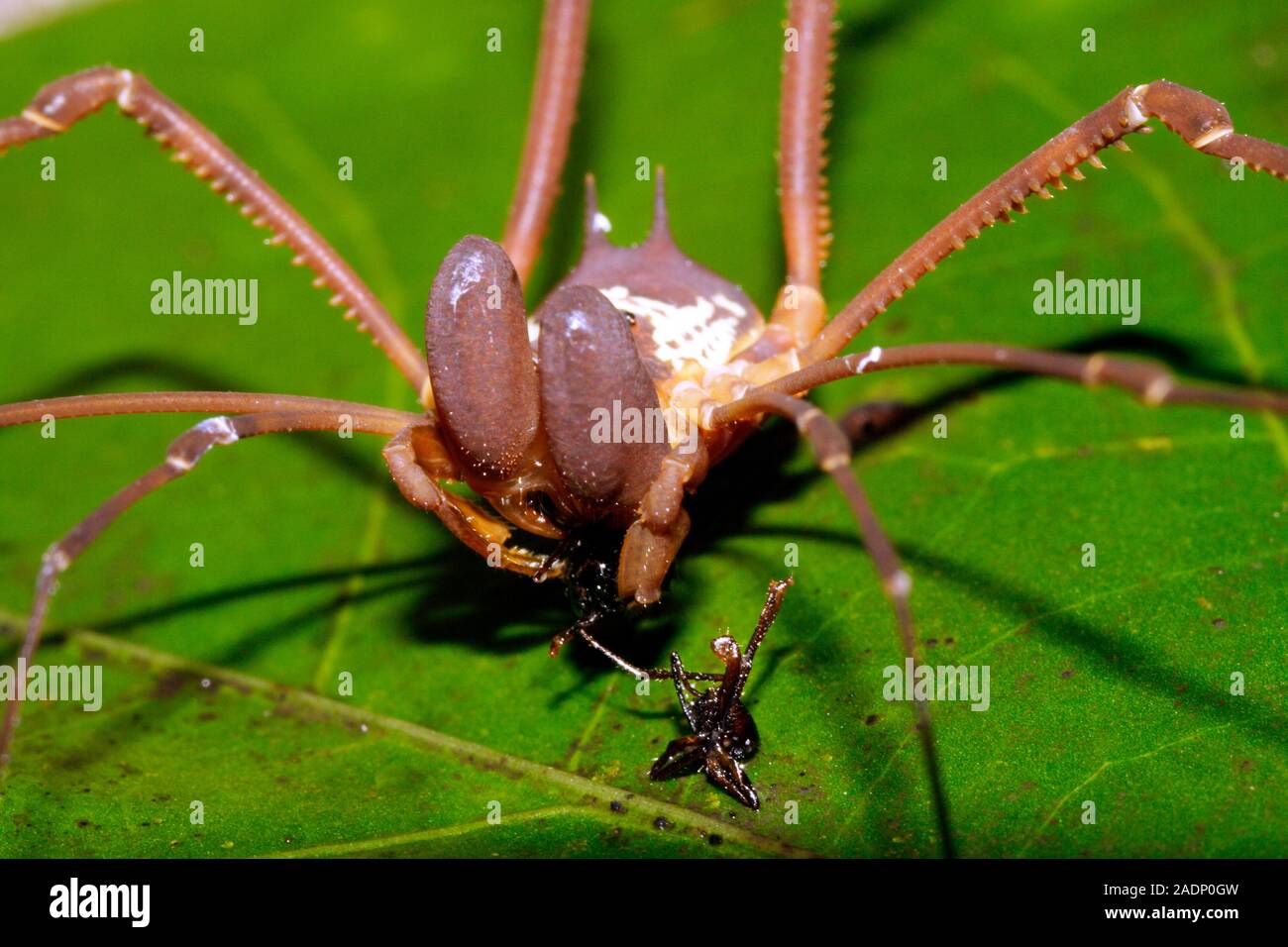 Harvestman (order Opiliones) with large chelicerae (mouthparts) feeding ...