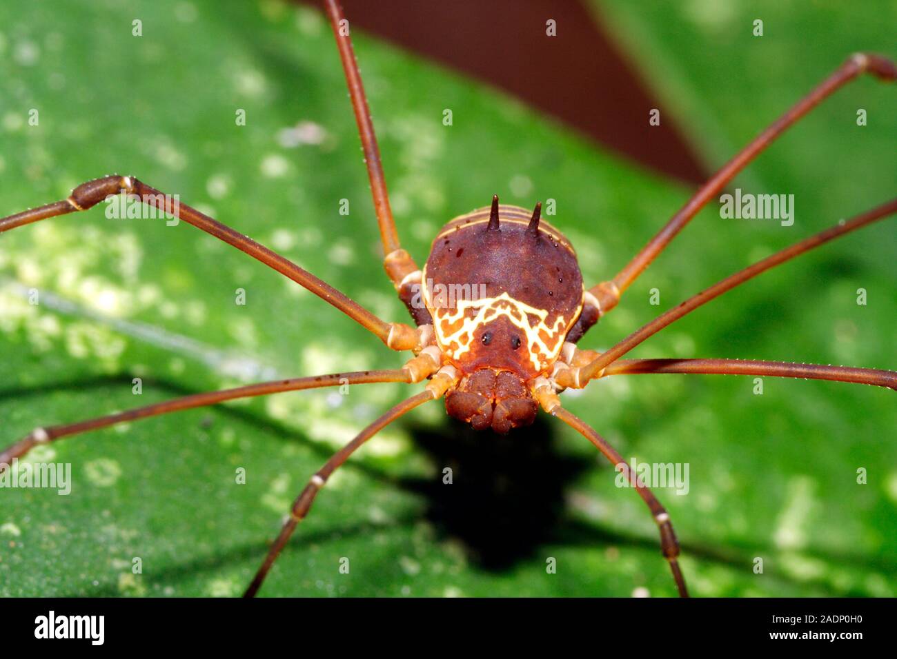 Harvestman (order Opiliones). Photographed in the Yasuni National Park ...