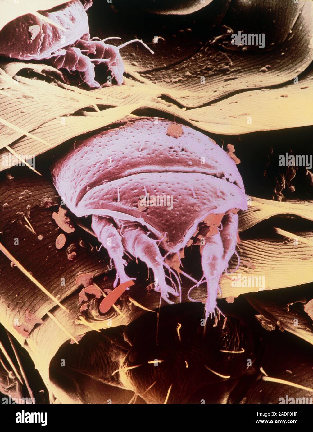 False-colour scanning electron micrograph (SEM) of mites on the back of ...