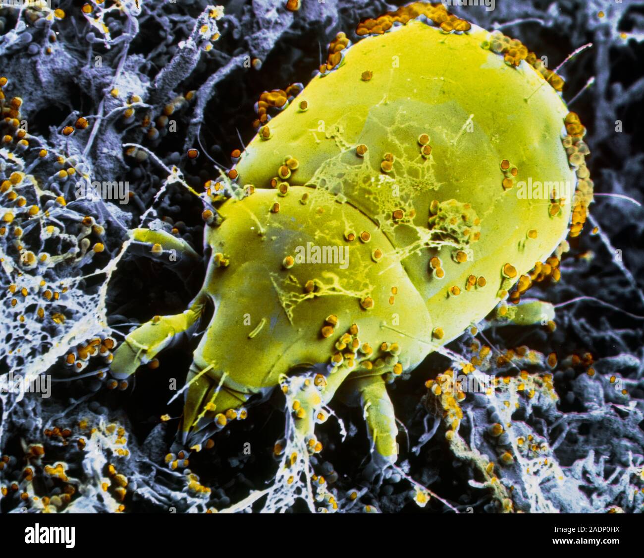 Coloured scanning electron micrograph (SEM) of an unidentified species ...