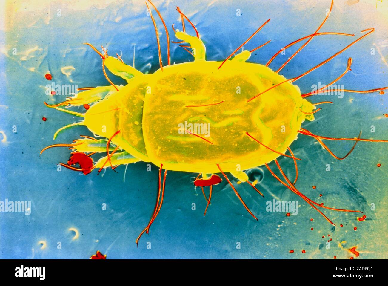 INDUSTRY False-colour scanning electron micrograph (SEM) of an ...