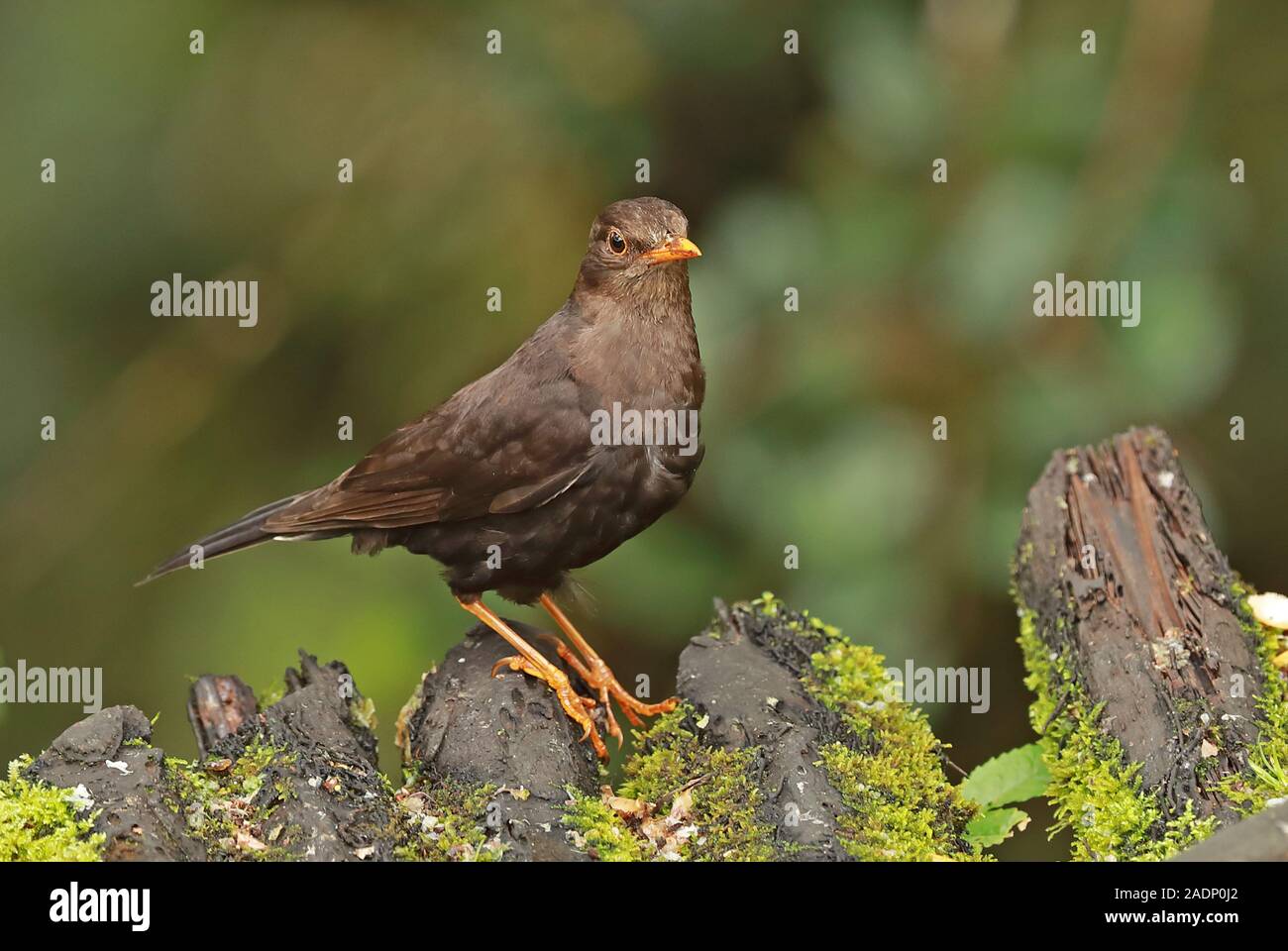 Island Thrush (Turdus poliocephalus erebus) adult standing on bird ...