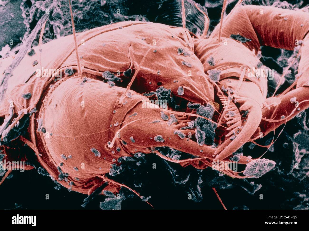 False colour scanning electron micrograph (SEM) of a dust mite ...