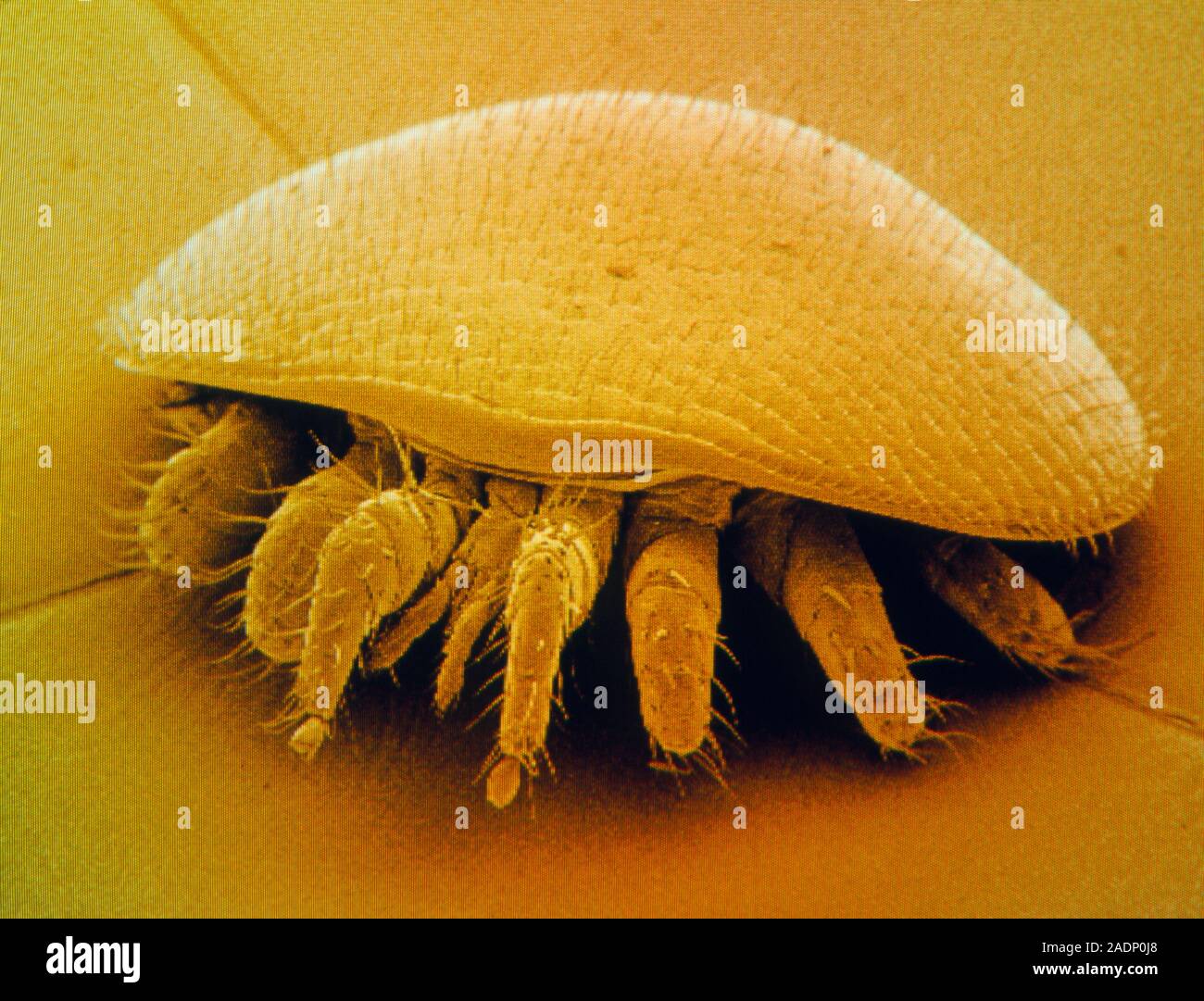 Mite of the honeybee. False-colour scanning electron micrograph (SEM ...