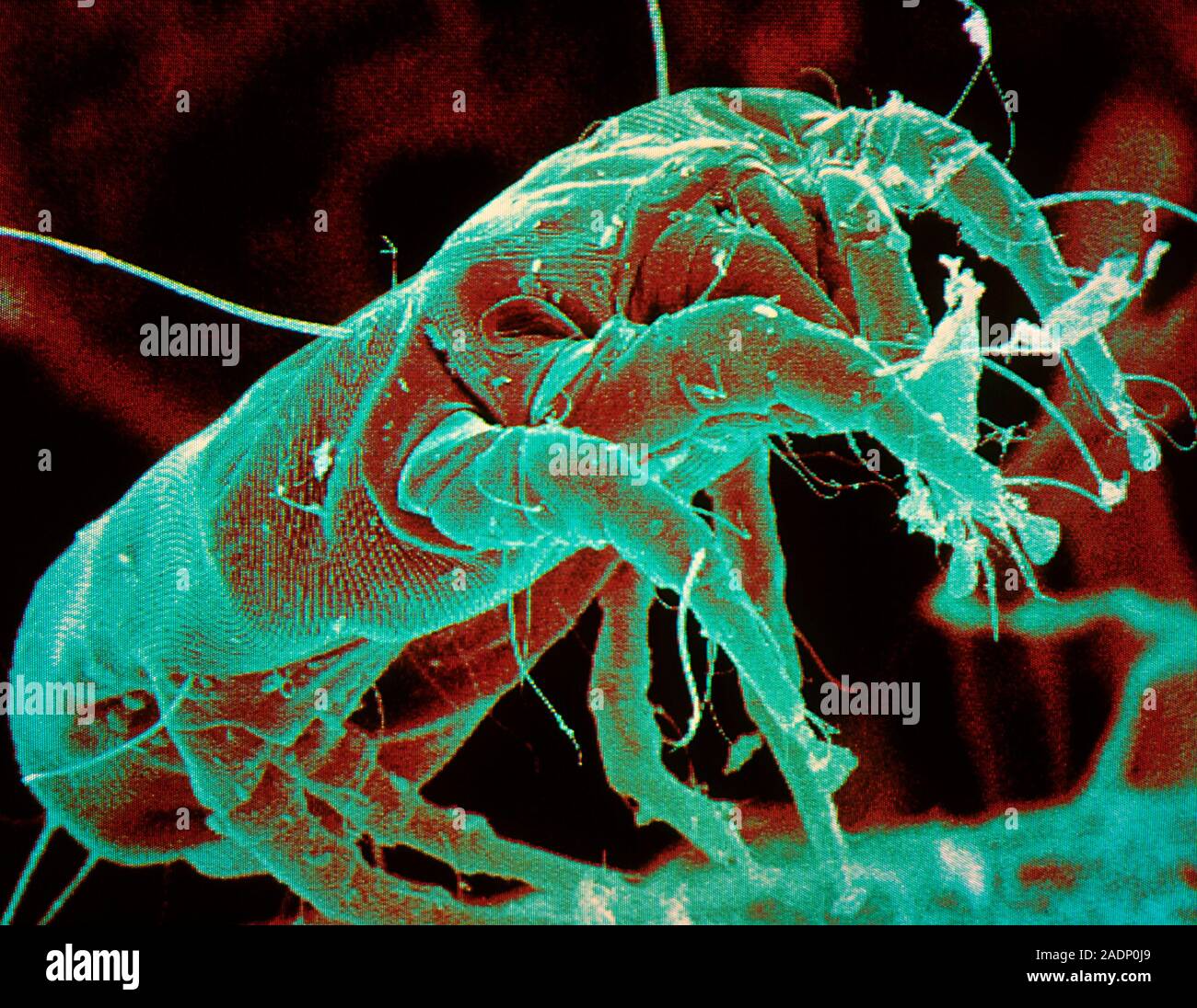 Dust mite. Coloured scanning electron micrograph of an unidentified ...