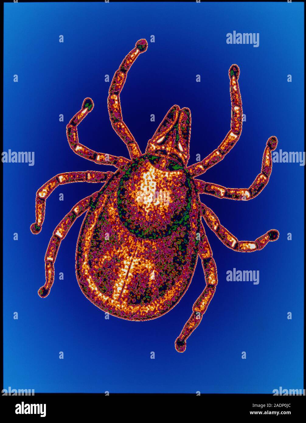 Lyme disease tick. Computer graphic illustration of the tick Ixodes ...